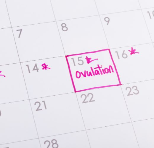 Pregnancy Symptoms After Ovulation Day By Day Neeva Baby pregnancy-symptoms-after-ovulation-day-by-day-neeva-baby